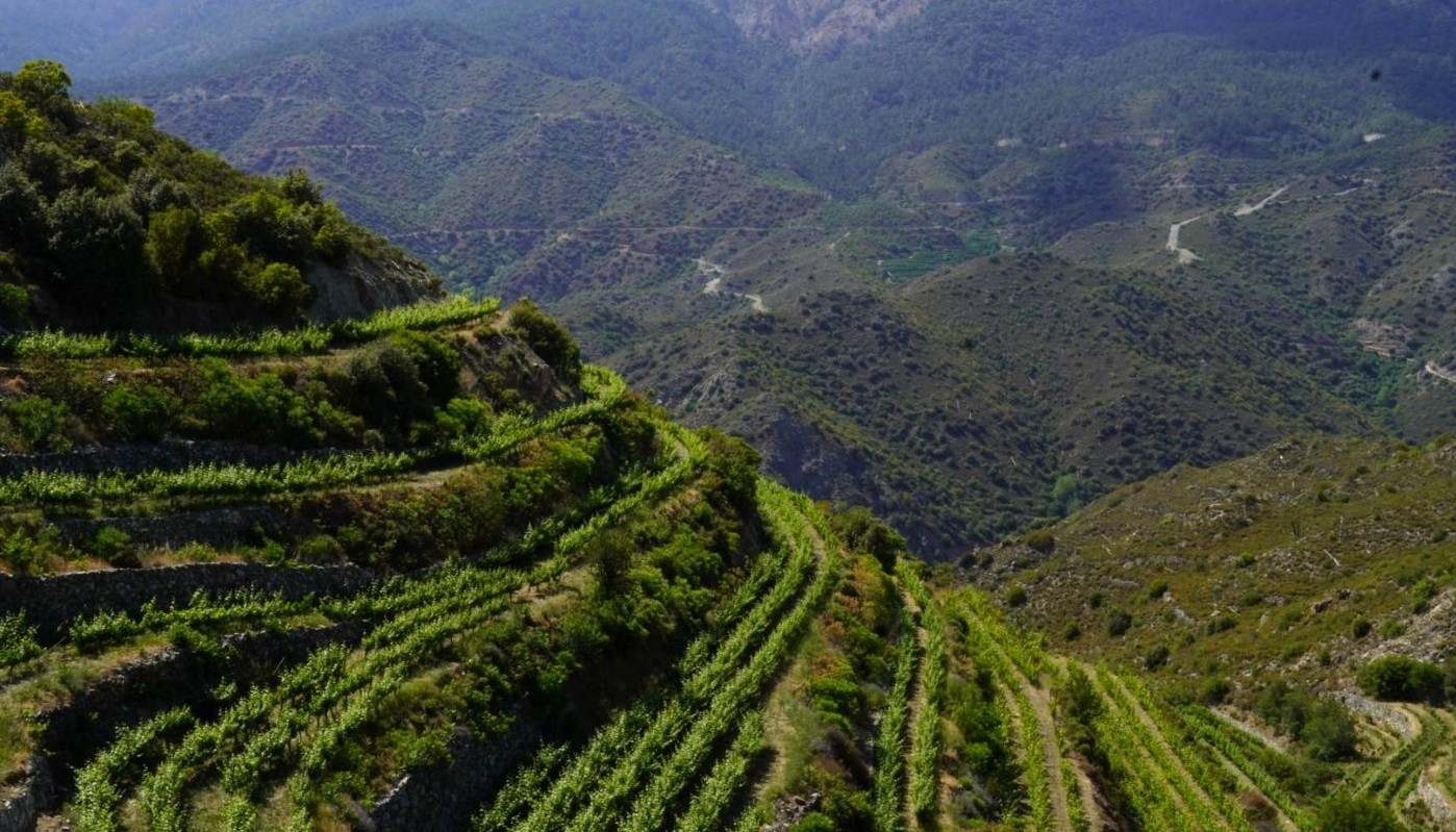 Cyprus: A Complete Wine Experience (Part 1) | The FNL Guide | Discover ...